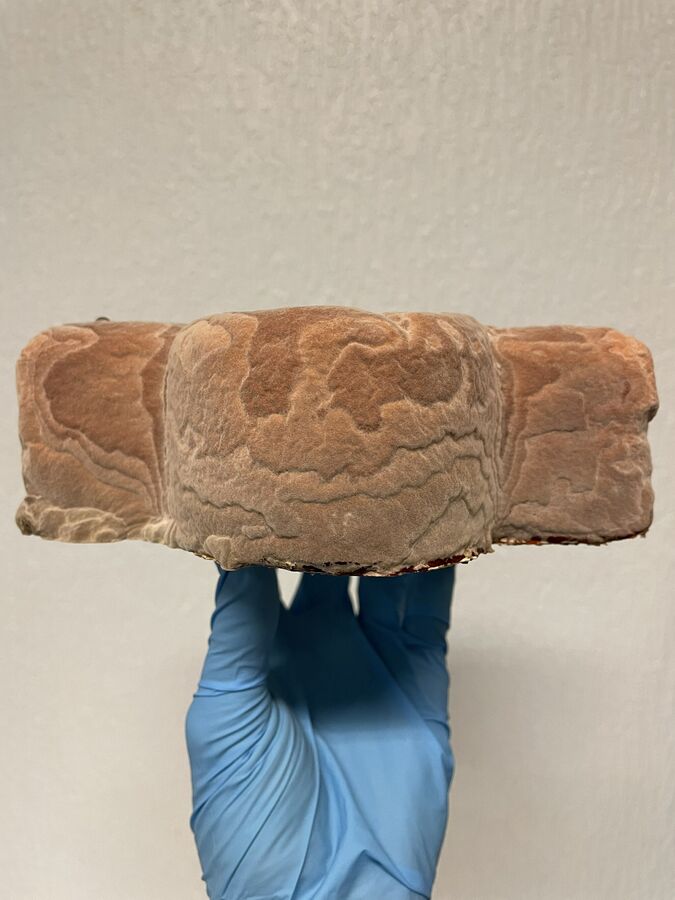 Mycelium by Dr.shiva Prasad | ArchDaily